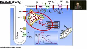 Mechanisms of Diastolic Dysfunction (Fibrosis, Myofilaments, etc) and ...